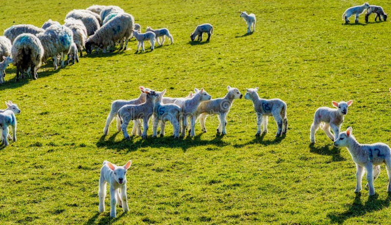 A Group of Spring Lambs on a Sunny Day. Stock Photo - Image of ...