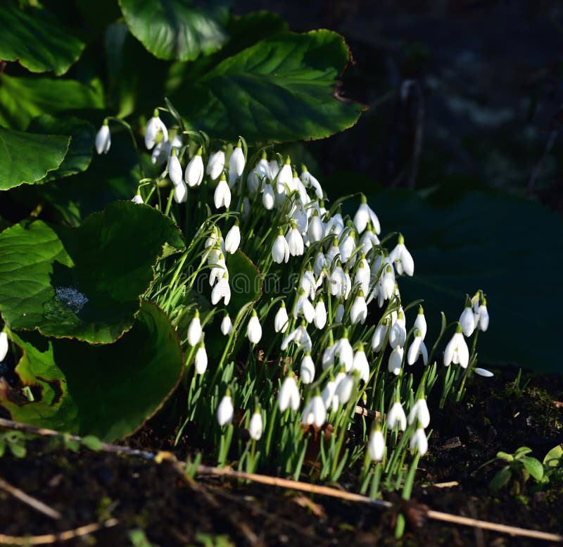 Group of Spring Snowdrops stock image. Image of carpet - 143936561