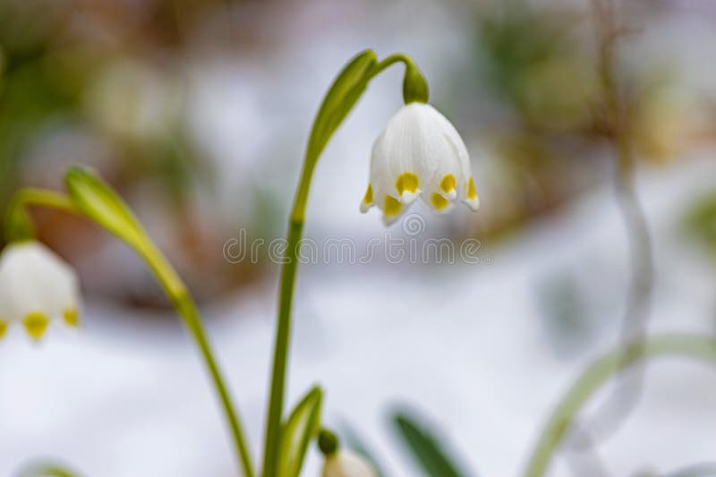 Group of Spring Snowflake Flowers Covered with Snow in a Forest Stock ...