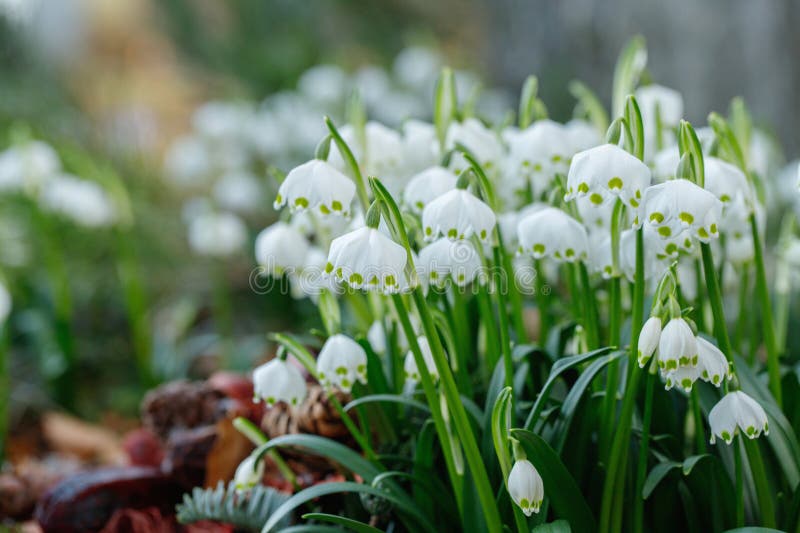Group of Spring Snowflakes (Leucojum Vernum). Stock Image - Image of ...