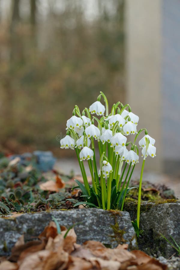 Group of Spring Snowflakes (Leucojum Vernum). Space for Your Text ...