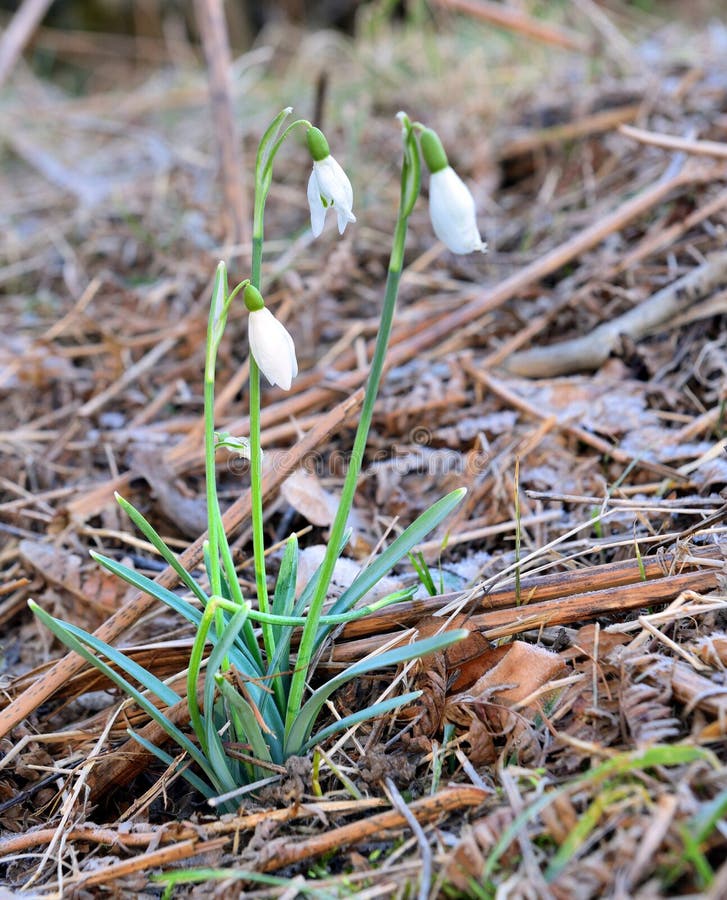 Spring Galanthus stock photo. Image of woodland, plants - 111595860