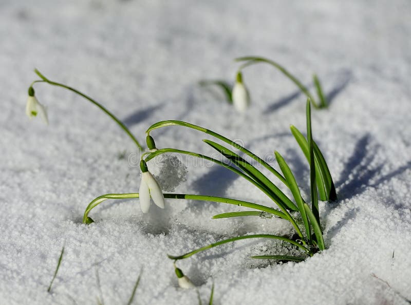 Spring Galanthus in the Snow Stock Photo - Image of woodland, flowers ...