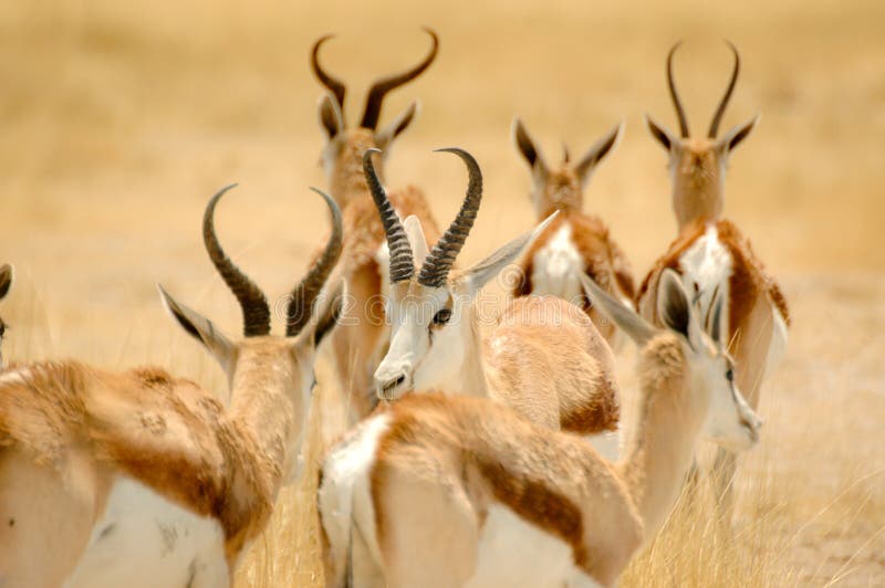 Brown springbok face stock image. Image of horned, wildlife - 25628415