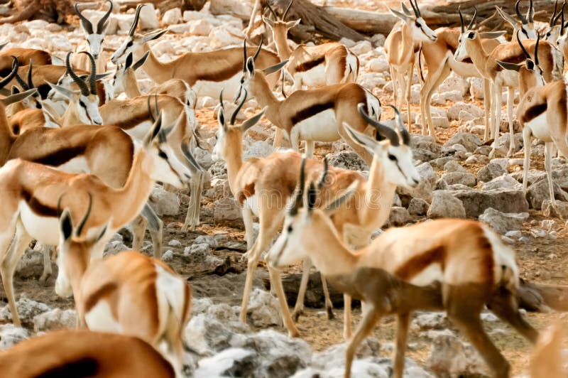 The Group Springbok Eatting Grass In The Sawanna Garden Stock Image ...