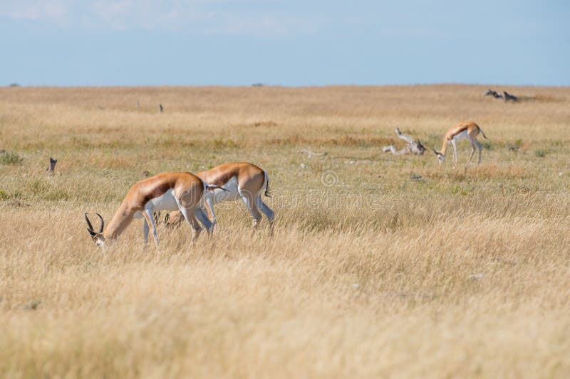 A group of Springboks stock photo. Image of drive, savannah - 92124348