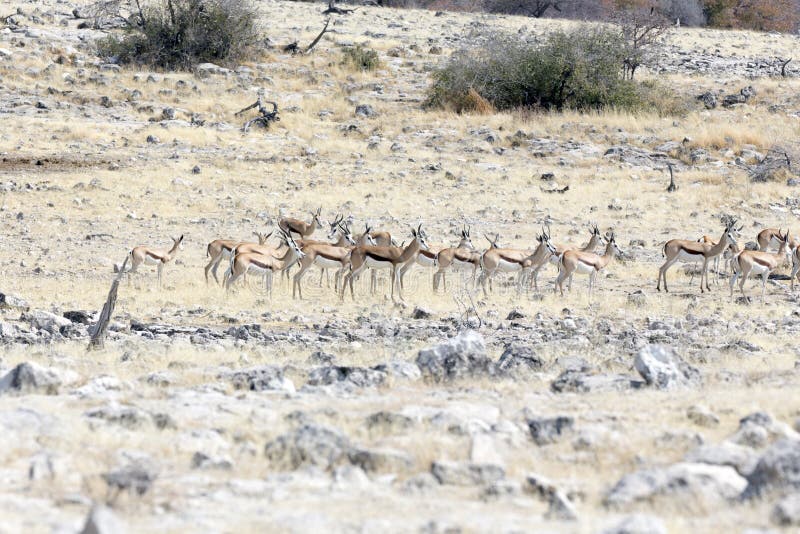 A Group of Springboks in Namibia Stock Image - Image of wildlife ...