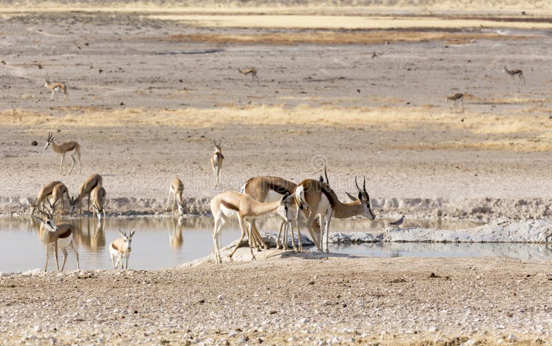 Group of Springboks in Namibian Savannah Stock Image - Image of mammal ...