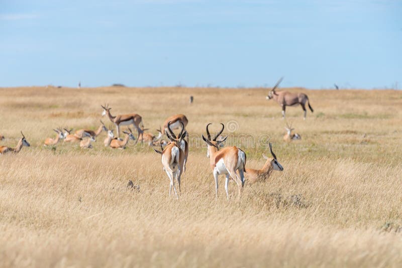 Springboks stock image. Image of close, national, etosha - 92786457