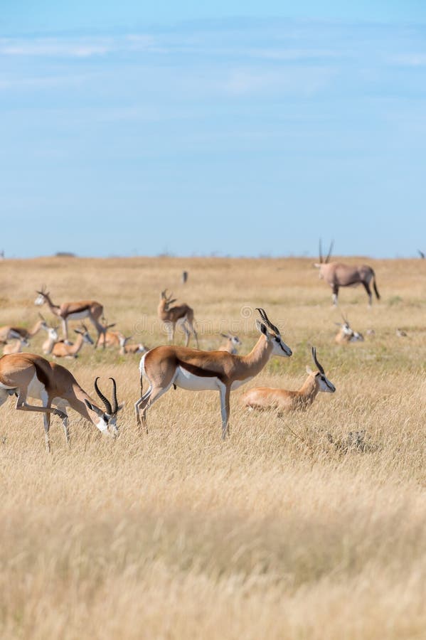 Group of Springboks Grazing in the Khama Rhino Sanctuary, Botswana ...