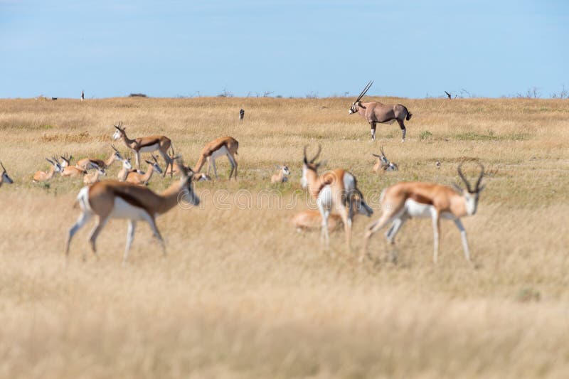 A group of Springboks stock image. Image of africa, marsupialis - 97239831