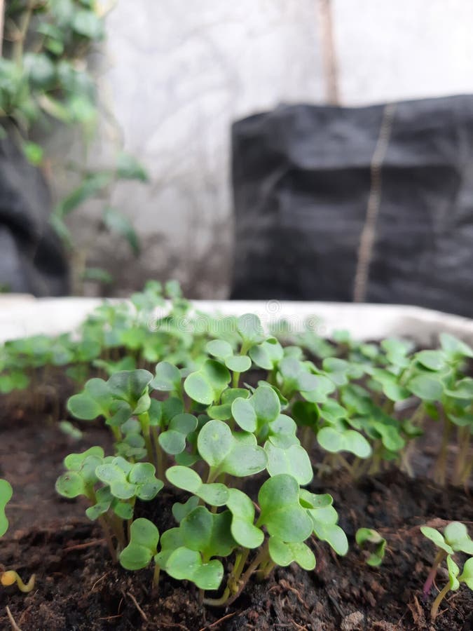Group of Sprout from Vegetable Seed Stock Image - Image of seed ...