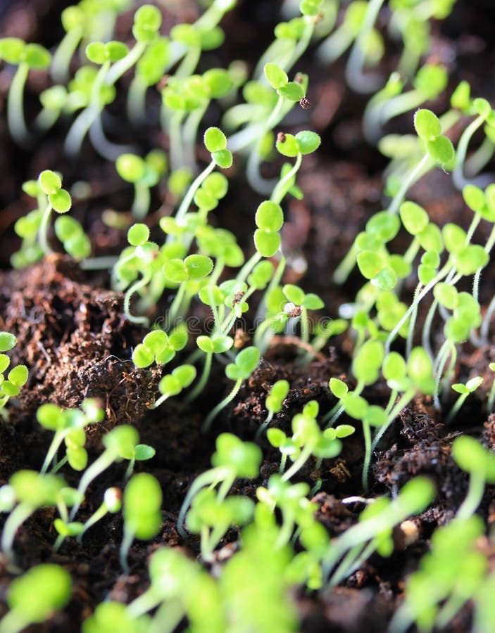 Group of sprouts stock image. Image of growing, field - 29401589