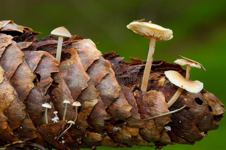 Group of Spruce Cone Caps on Cone Stock Photo - Image of esculentus ...