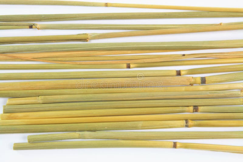 Group of stalks. stock image. Image of green, stalk, shoot - 12309703