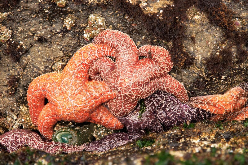 Group of Starfish stock photo. Image of close, coast, nature - 799752