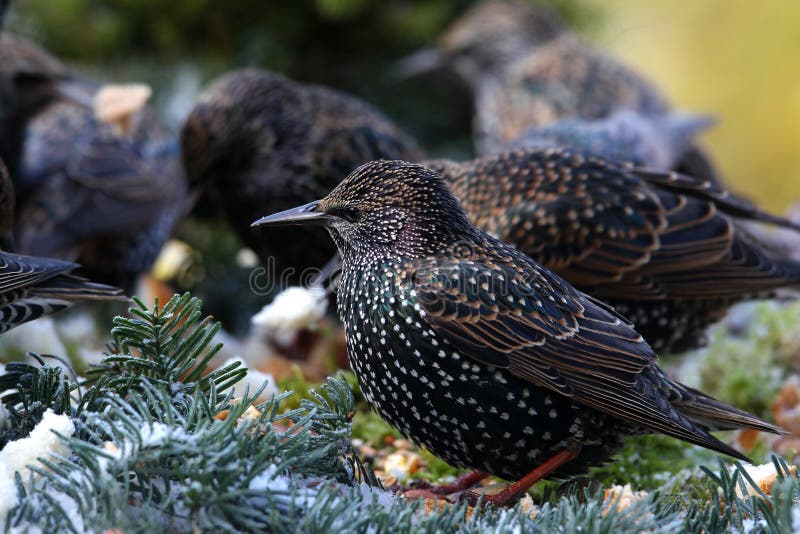 Group of Starlings (sturnus Vulgaris) Stock Image - Image of bird ...