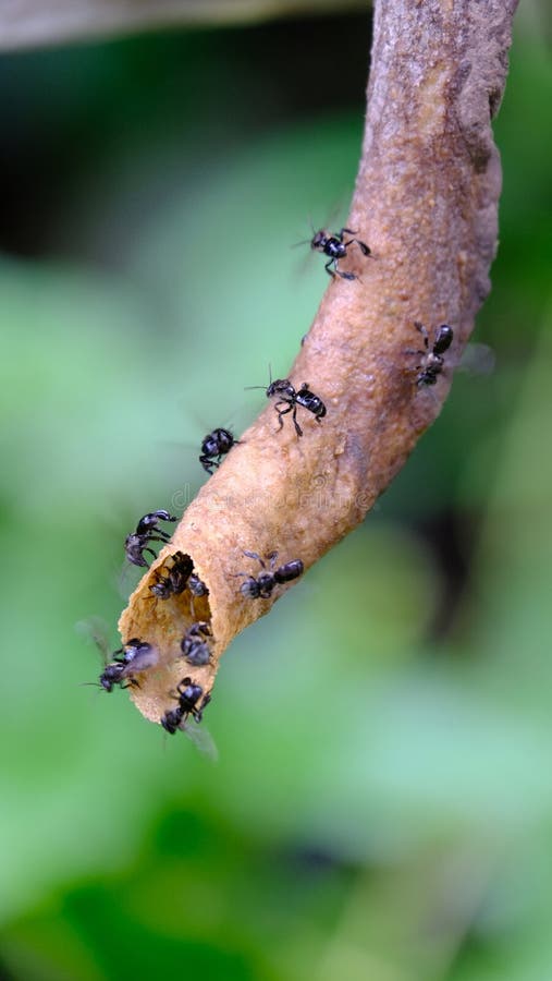 A Group of Stingless Crawling on a Tree Branch Stock Photo - Image of ...
