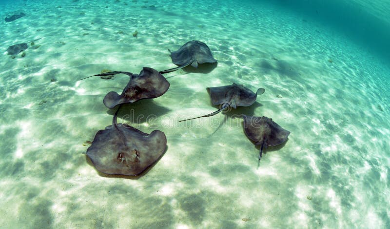 A Group of Stingrays Swimming in the Ocean Stock Photo - Image of ...