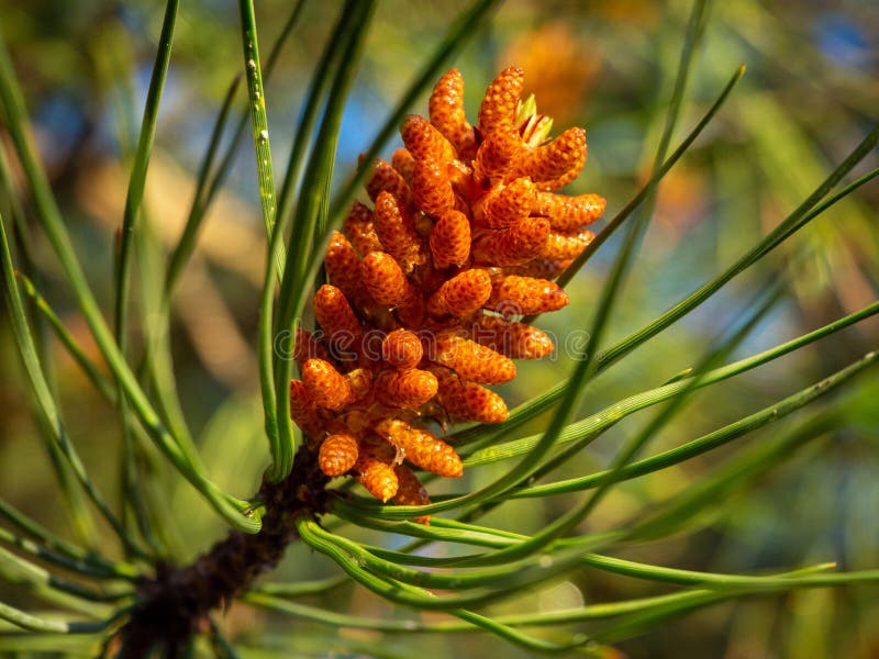 Group of Stone Pine Seeds in Coniferous Forest. Stock Photo - Image of ...