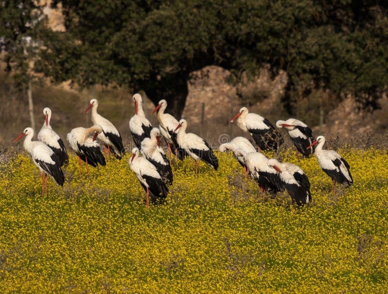 Group of Storks in the Ground with Yellow Flowers Stock Image - Image ...