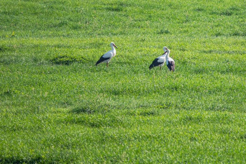 Group of Storks Stands on a Green Field and Looks for Food Stock Photo ...