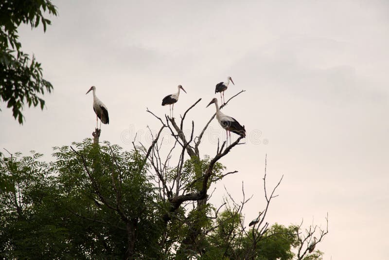 A Group of Storks on a Tree. Storks are Sitting on a Tree and Looking ...