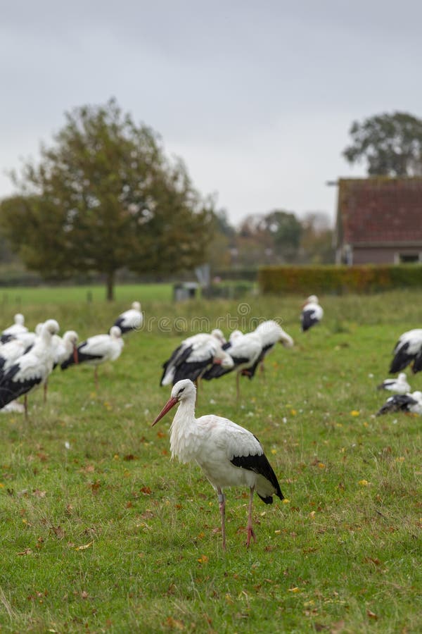Group of storks stock photo. Image of flock, autumn - 204005264