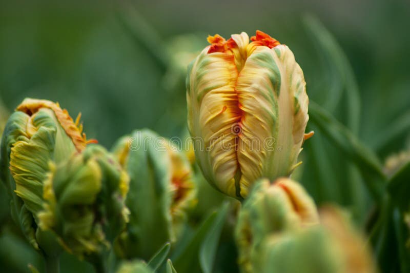 Strange Orange Tulips in a Field Stock Photo - Image of flower, bloom ...