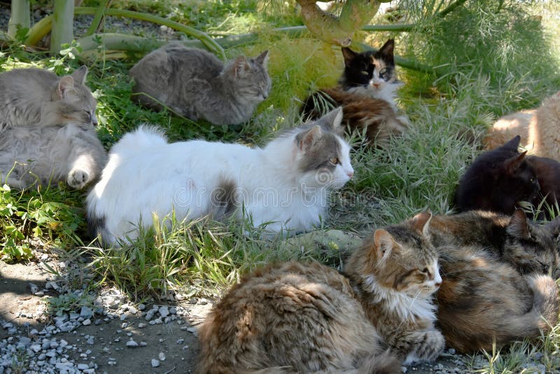 Group of stray cats stock image. Image of cyprus, group - 90538227