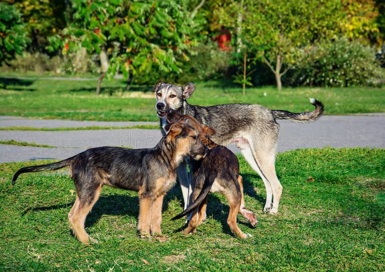 Group of Stray Dog Playing with Each Other Stock Photo - Image of ...