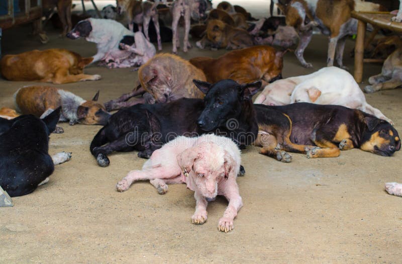 Group of Stray Dogs in Foundation Stock Photo - Image of dirty, group ...