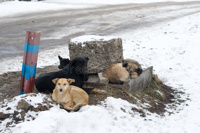 Group of stray dogs stock image. Image of hunger, depressed - 90517145
