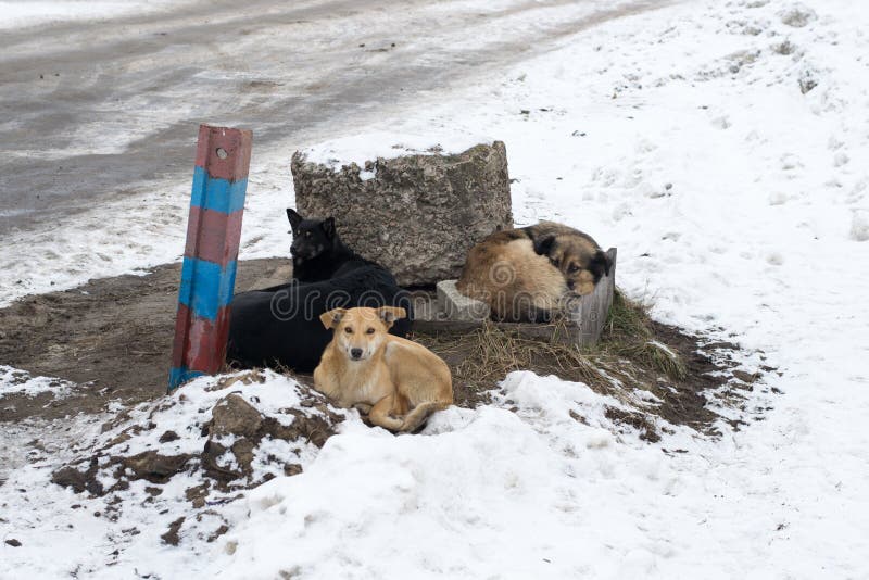 Group of stray dogs stock image. Image of animal, confined - 90517159