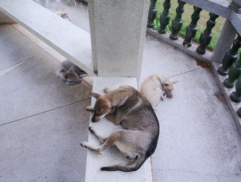 Group of Stray Dogs Sleeping Stock Photo - Image of forsake, loneliness ...
