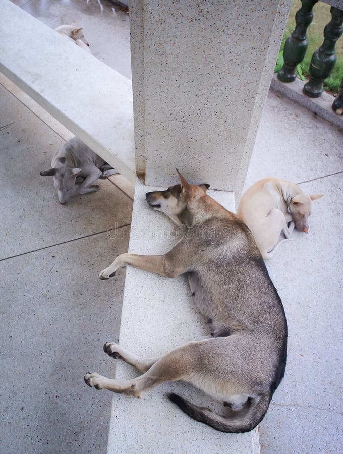 Group of Stray Dogs Sleeping Stock Photo - Image of alone, lonely ...