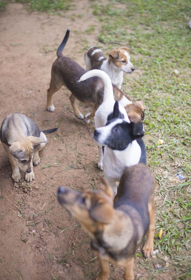 A Group of Stray Dogs Were Playing and Staring with Hunger Stock Photo ...