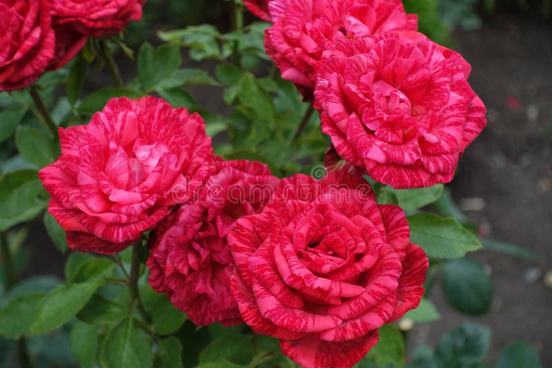Group of Striped Red Flowers of Roses in July Stock Image - Image of ...
