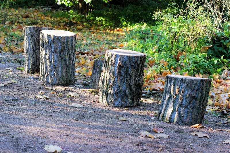 Group of stumps stock photo. Image of wood, woods, plant - 78669302