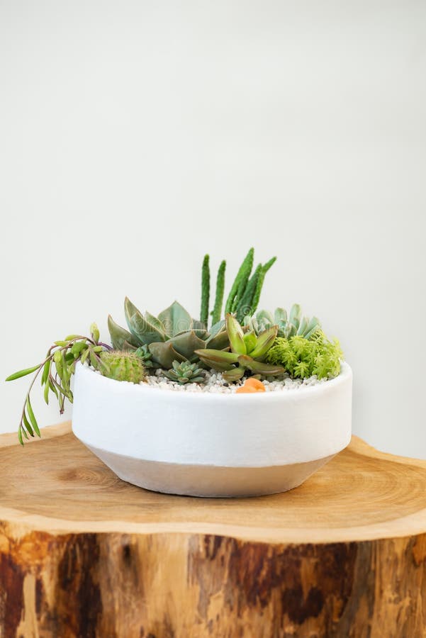 Group of Succulent and Cactus Arrangement Decor Element Clay Pot Stock ...