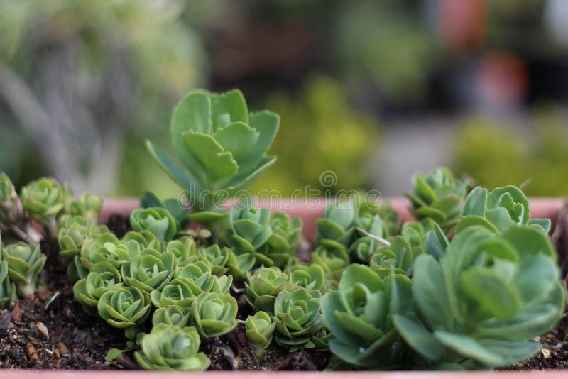 Group of Succulent Plants Growing in a Nursery Stock Image - Image of ...
