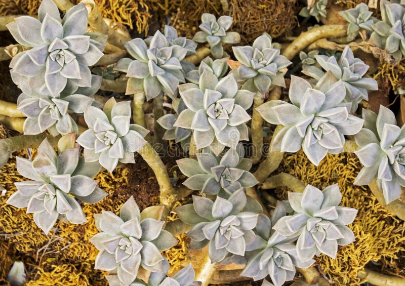 Group of succulent plants stock photo. Image of nature - 69432878
