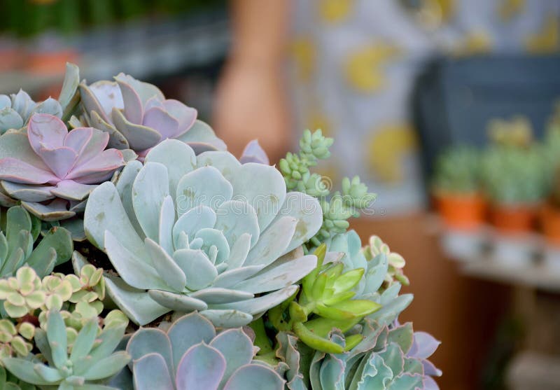 Group of Succulent Plants stock image. Image of group - 59174599