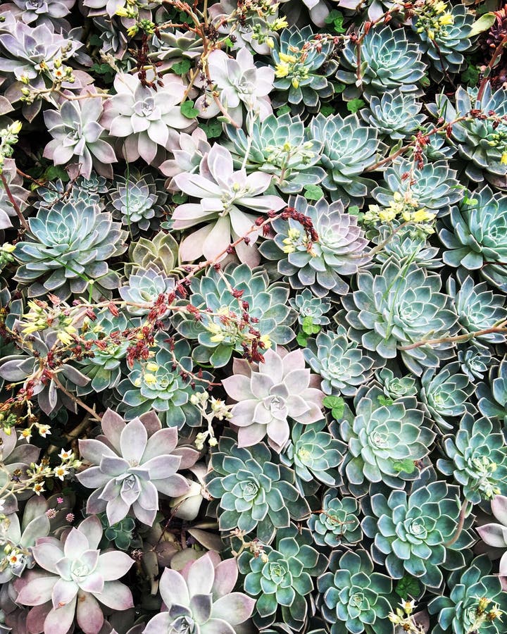 A Group of Succulent Plants Stock Photo - Image of large, pattern ...