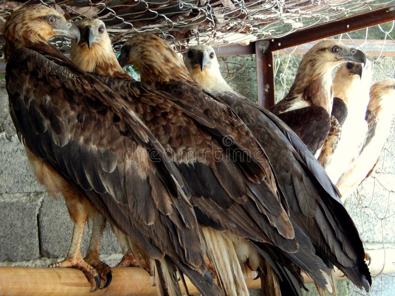 Sulawesi Hawk Eagle Stock Photos - Free & Royalty-Free Stock Photos ...