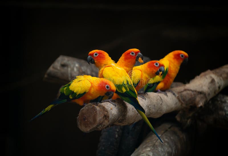 Sun Conure Wallpaper