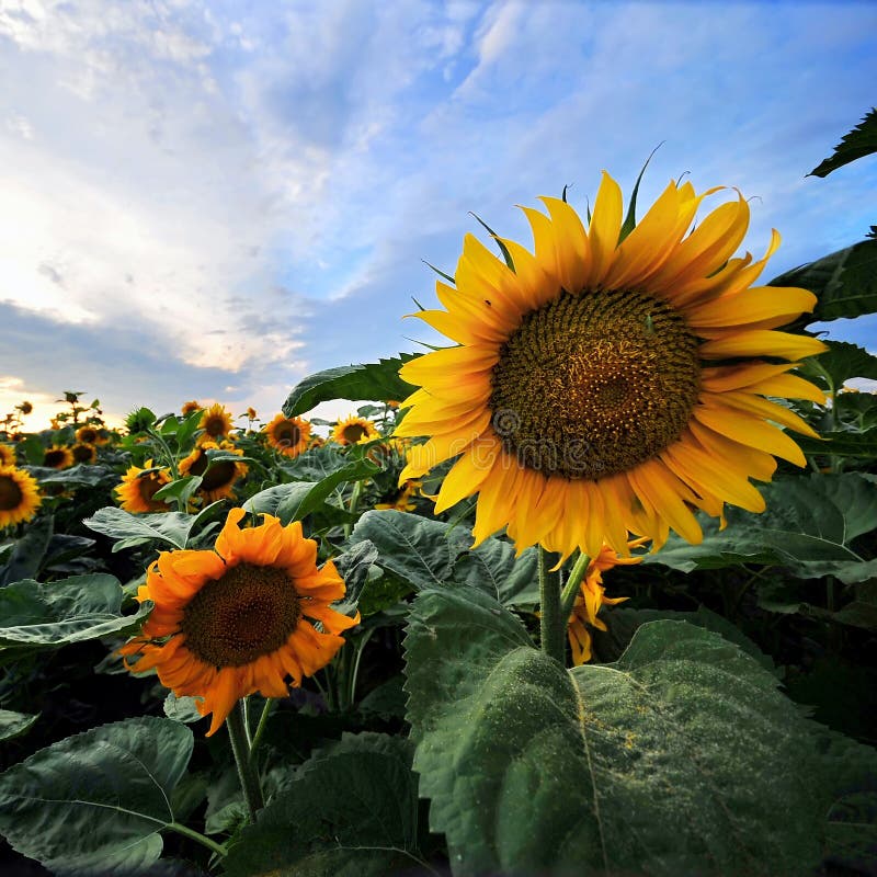 Sunflower Field stock photo. Image of flowers, clear - 42808586