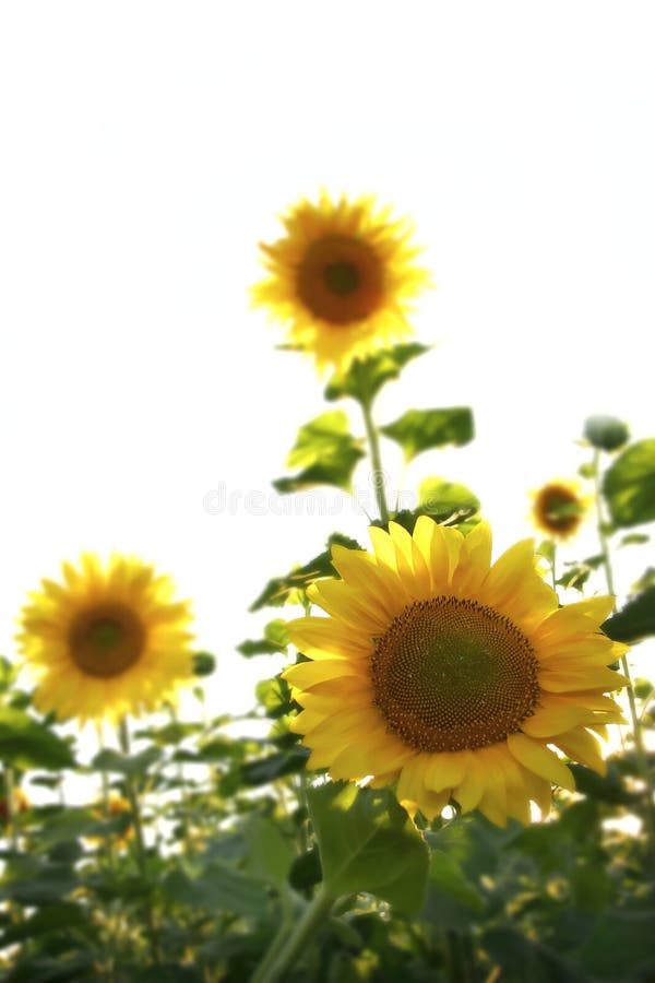 Group of sunflowers stock image. Image of green, country - 5595259