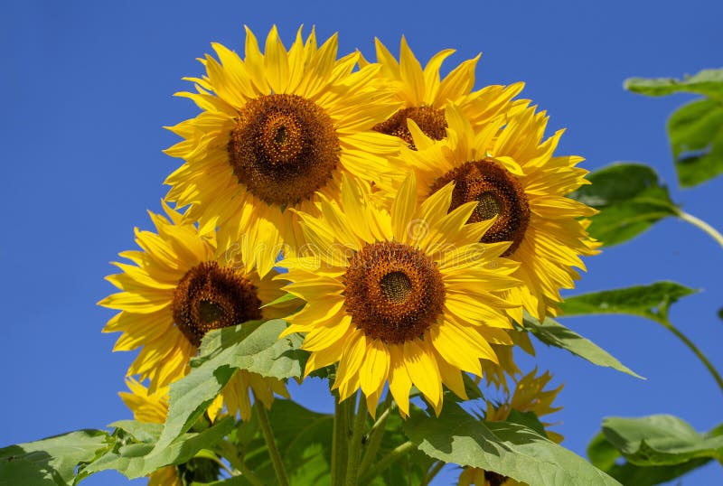 A Group of Sunflowers Against Blue Sky. Stock Photo - Image of meadow ...