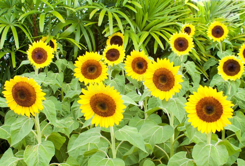 Group of Sunflowers in a Garden Stock Photo - Image of field, bloom ...